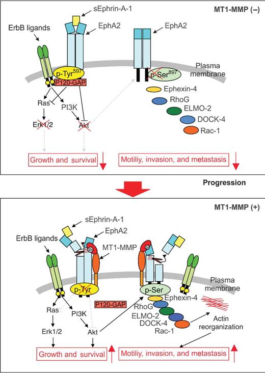 Proteolysis of EphA2 Converts It from a Tumor Suppressor to an ...