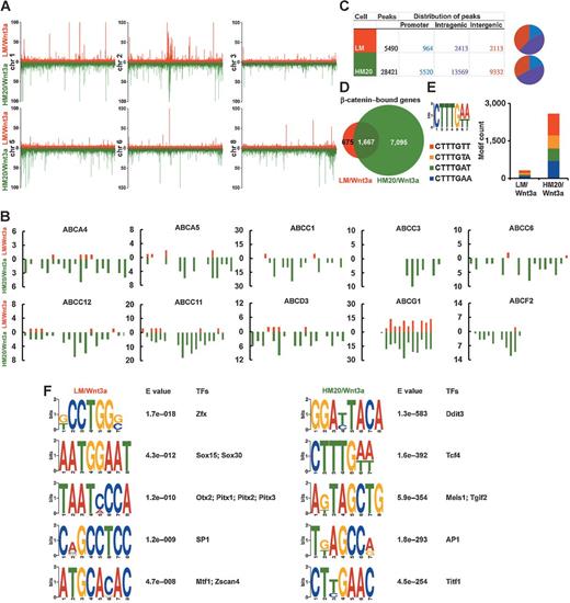 Diverse Targets of β-Catenin during the Epithelial–Mesenchymal ...