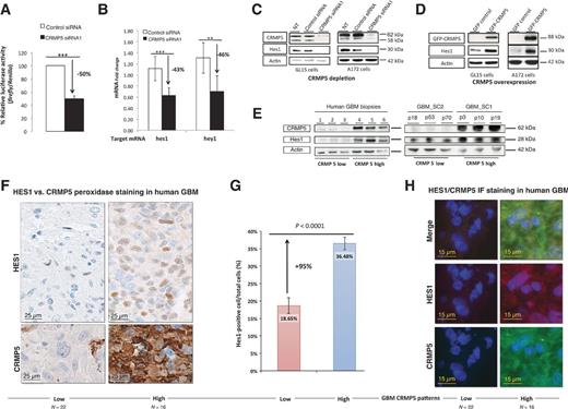 CRMP5 Controls Glioblastoma Cell Proliferation and Survival through ...