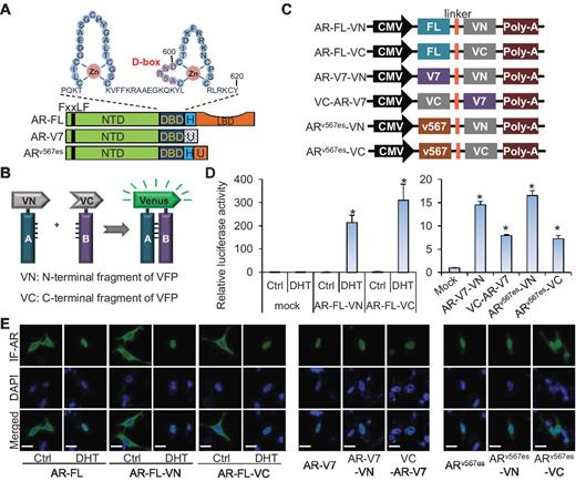 Androgen Receptor Splice Variants Dimerize to Transactivate Target ...