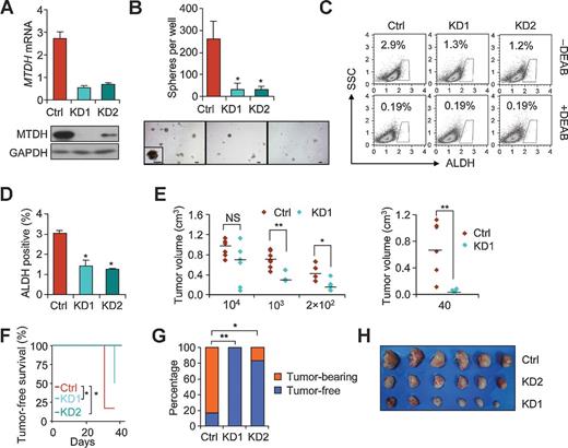 Epigenetic Activation of TWIST1 by MTDH Promotes Cancer Stem–like Cell ...