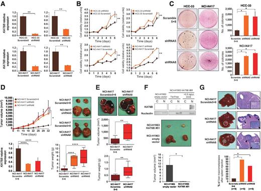 KAT6B Is a Tumor Suppressor Histone H3 Lysine 23 Acetyltransferase ...