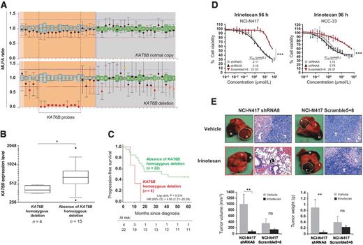 KAT6B Is a Tumor Suppressor Histone H3 Lysine 23 Acetyltransferase ...