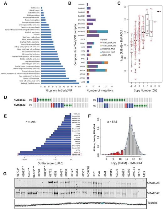 The SMARCA2/4 ATPase Domain Surpasses the Bromodomain as a Drug Target ...