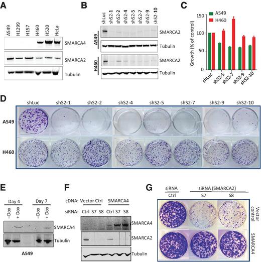 The SMARCA2/4 ATPase Domain Surpasses the Bromodomain as a Drug Target ...