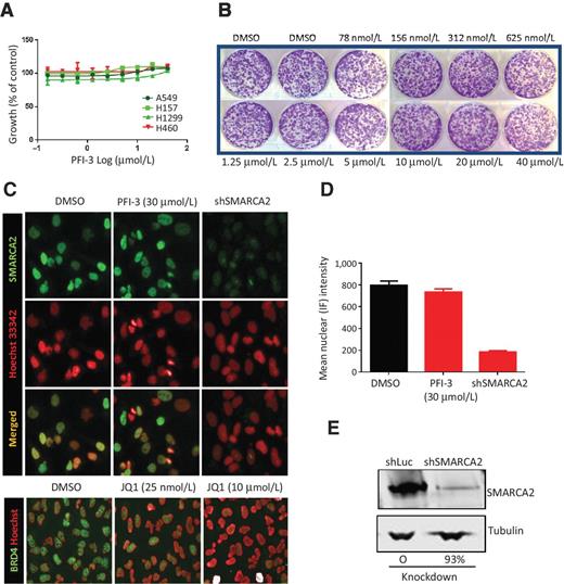 The SMARCA2/4 ATPase Domain Surpasses the Bromodomain as a Drug Target ...