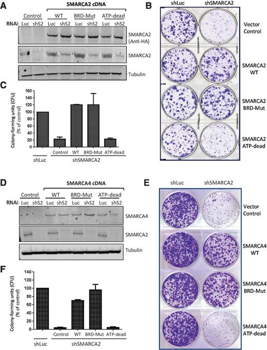 The SMARCA2/4 ATPase Domain Surpasses the Bromodomain as a Drug Target ...