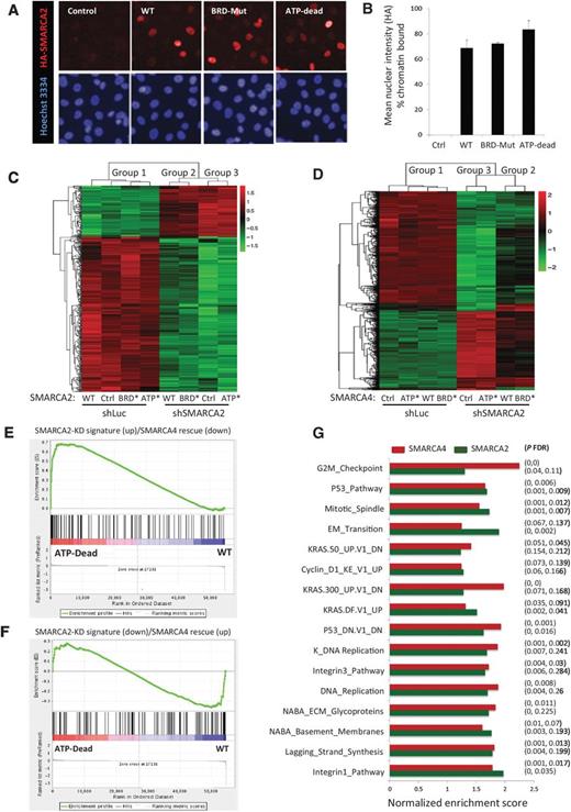 The SMARCA2/4 ATPase Domain Surpasses the Bromodomain as a Drug Target ...
