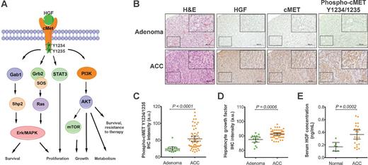 Hepatocyte Growth Factor/cMET Pathway Activation Enhances Cancer ...
