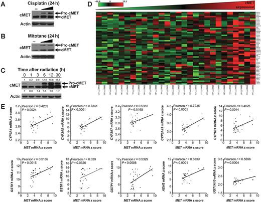 Hepatocyte Growth Factor/cMET Pathway Activation Enhances Cancer ...