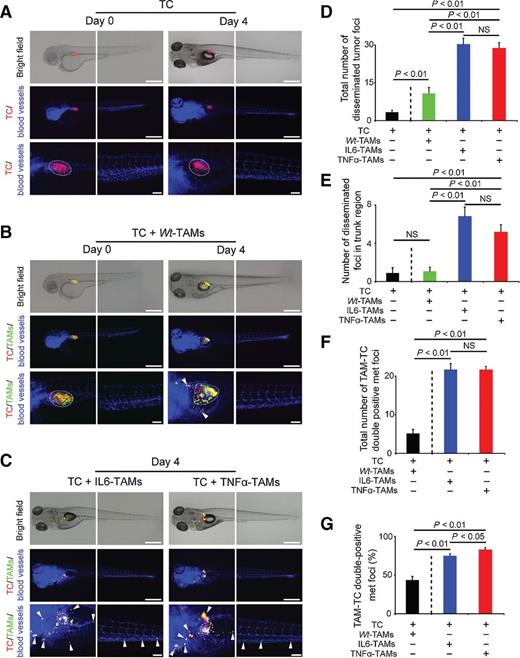 Novel Mechanism of Macrophage-Mediated Metastasis Revealed in a ...