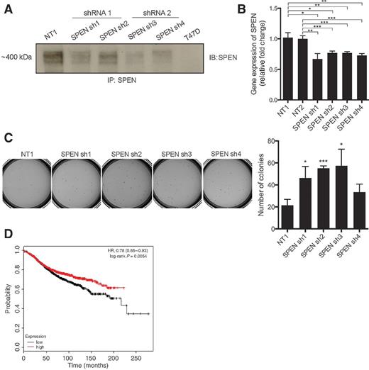 The Estrogen Receptor Cofactor SPEN Functions as a Tumor Suppressor and ...