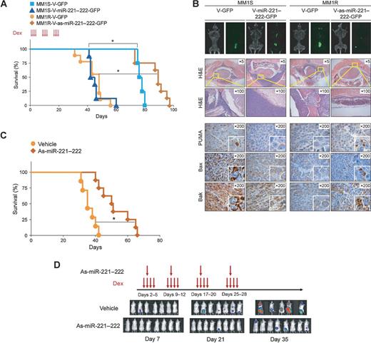 Targeting the miR-221–222/PUMA/BAK/BAX Pathway Abrogates Dexamethasone ...