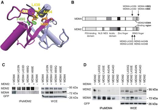 Targeting the MDM2/MDM4 Interaction Interface as a Promising Approach ...