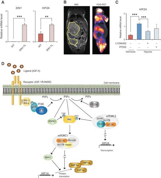 PI3K–mTORC2 but not PI3K–mTORC1 Regulates Transcription of HIF2A/EPAS1 ...