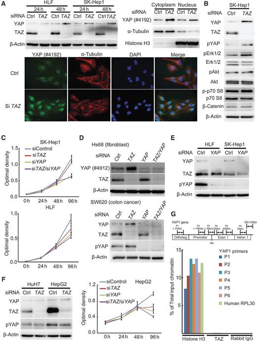 An Imbalance in TAZ and YAP Expression in Hepatocellular Carcinoma ...