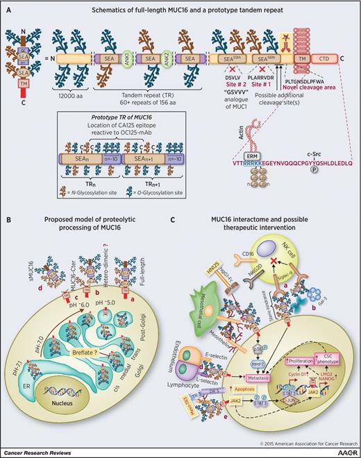 Understanding the Unique Attributes of MUC16 (CA125): Potential ...