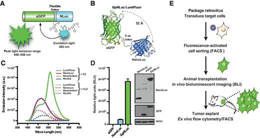 Fluorophore-NanoLuc BRET Reporters Enable Sensitive In Vivo Optical ...