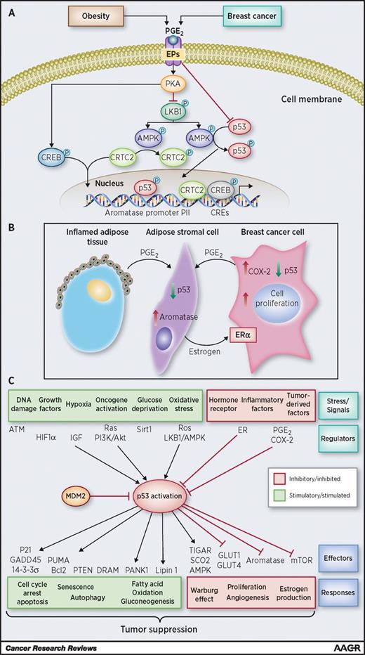 p53: Protection against Tumor Growth beyond Effects on Cell Cycle and ...