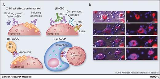 Antibody-Dependent Phagocytosis of Tumor Cells by Macrophages: A Potent ...