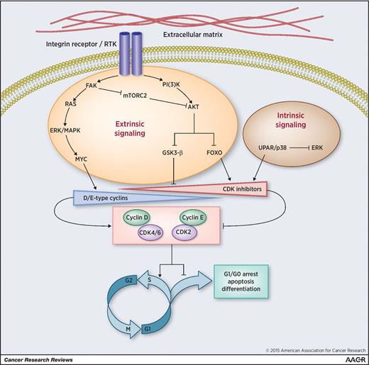 Mechanisms of Cancer Cell Dormancy—Another Hallmark of Cancer? | Cancer ...