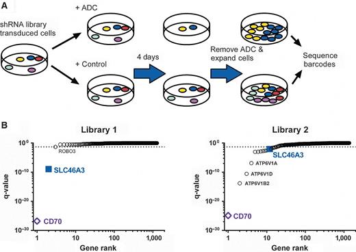 SLC46A3 Is Required to Transport Catabolites of Noncleavable Antibody ...