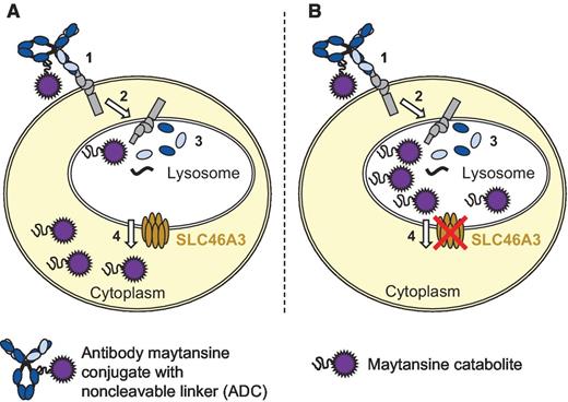 SLC46A3 Is Required to Transport Catabolites of Noncleavable Antibody ...