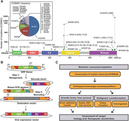 Identification of Variant-Specific Functions of PIK3CA by Rapid ...