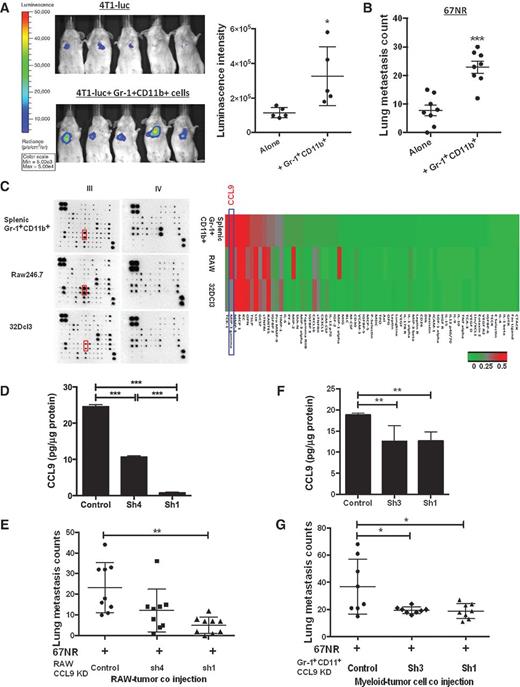 CCL9 Induced by TGFβ Signaling in Myeloid Cells Enhances Tumor Cell ...