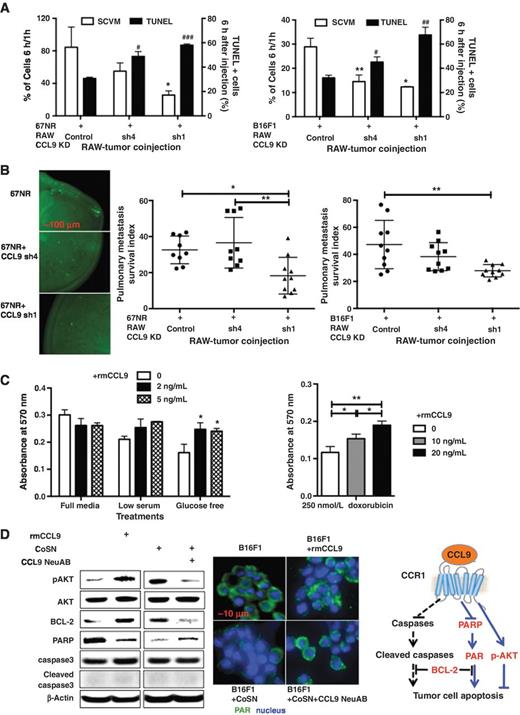 CCL9 Induced by TGFβ Signaling in Myeloid Cells Enhances Tumor Cell ...