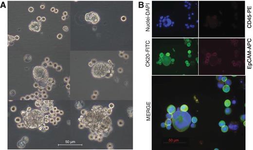 Establishment and Characterization of a Cell Line from Human ...