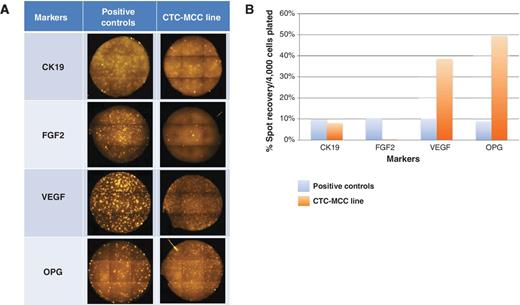 Establishment and Characterization of a Cell Line from Human ...