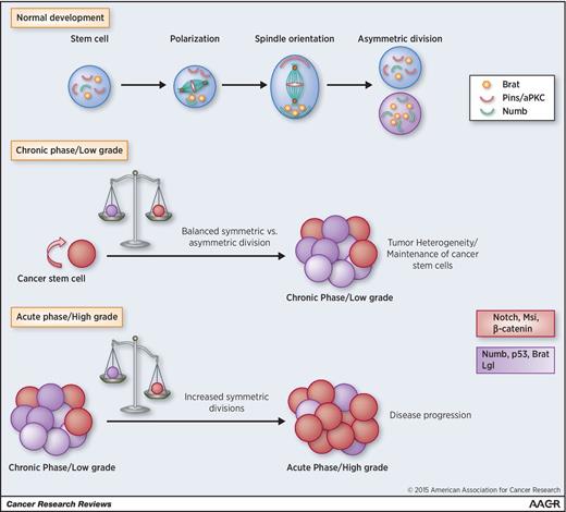Fearful Symmetry: Subversion of Asymmetric Division in Cancer ...