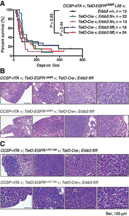 ERBB3-Independent Activation of the PI3K Pathway in EGFR-Mutant Lung ...