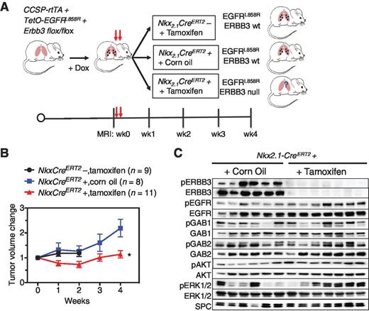 ERBB3-Independent Activation of the PI3K Pathway in EGFR-Mutant Lung ...