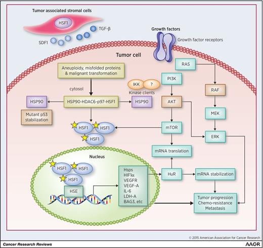 Heat Shock Factor 1 in Protein Homeostasis and Oncogenic Signal ...