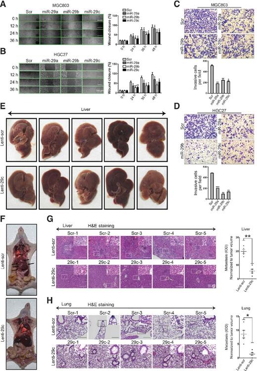 Chemotherapy-Induced miRNA-29c/Catenin-δ Signaling Suppresses ...