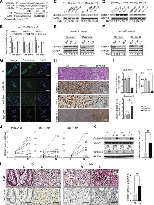 Chemotherapy-Induced miRNA-29c/Catenin-δ Signaling Suppresses ...