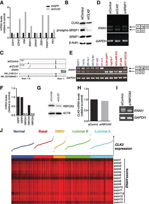 CLK2 Is an Oncogenic Kinase and Splicing Regulator in Breast Cancer ...
