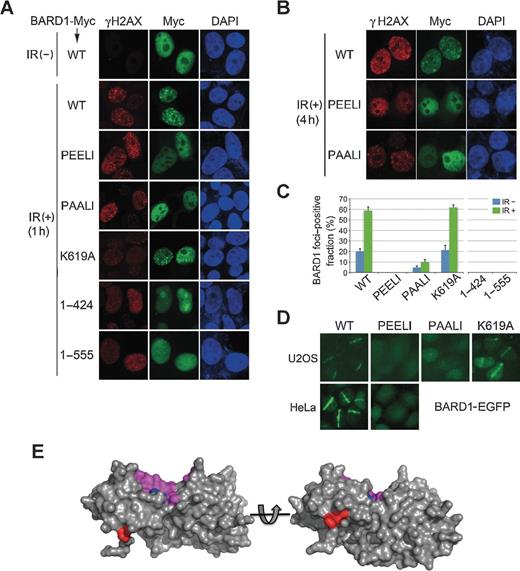 Interaction of BARD1 and HP1 Is Required for BRCA1 Retention at Sites ...