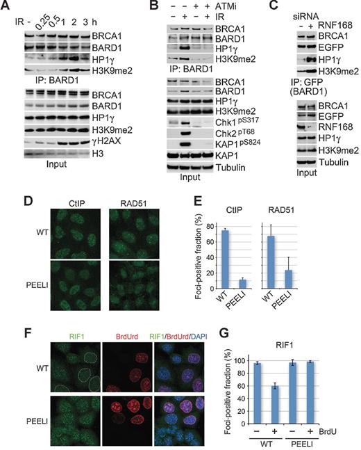 Interaction of BARD1 and HP1 Is Required for BRCA1 Retention at Sites ...