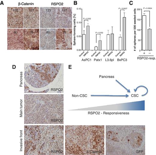 RSPO2 Enhances Canonical Wnt Signaling to Confer Stemness-Associated ...