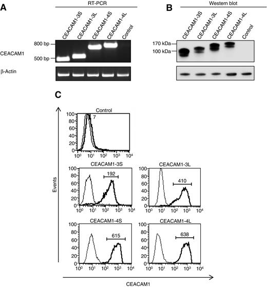 CEACAM1-3S Drives Melanoma Cells into NK Cell-Mediated Cytolysis and ...