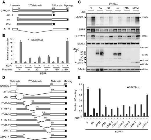Lung Tumor Suppressor GPRC5A Binds EGFR and Restrains Its Effector ...