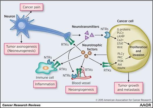 Nerve–Cancer Cell Cross-talk: A Novel Promoter of Tumor Progression ...