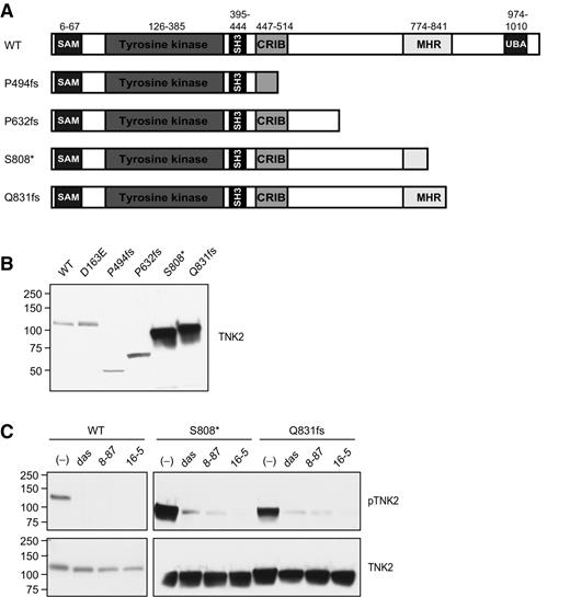 Identification and Characterization of Tyrosine Kinase Nonreceptor 2 ...
