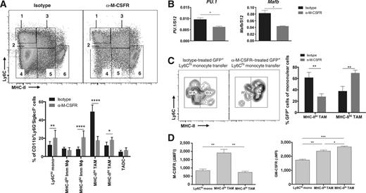 M-CSF and GM-CSF Receptor Signaling Differentially Regulate Monocyte ...