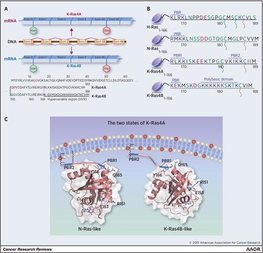 A New View of Ras Isoforms in Cancers | Cancer Research | American ...