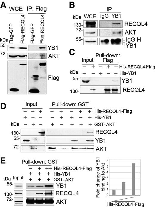 Human Helicase RECQL4 Drives Cisplatin Resistance in Gastric Cancer by ...