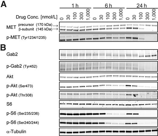 M-COPA, a Golgi Disruptor, Inhibits Cell Surface Expression of MET ...
